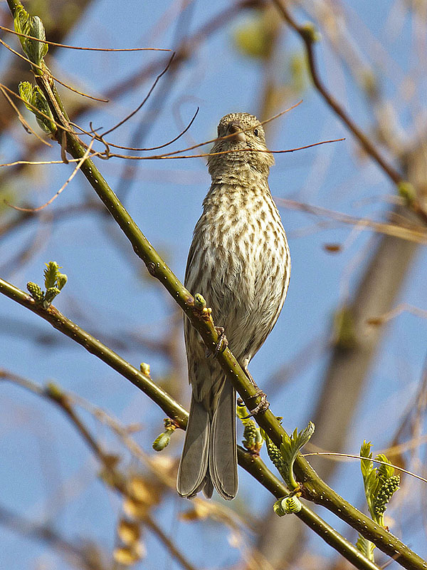 House Finches Nest again in 2010 - LIVE WEBCAM